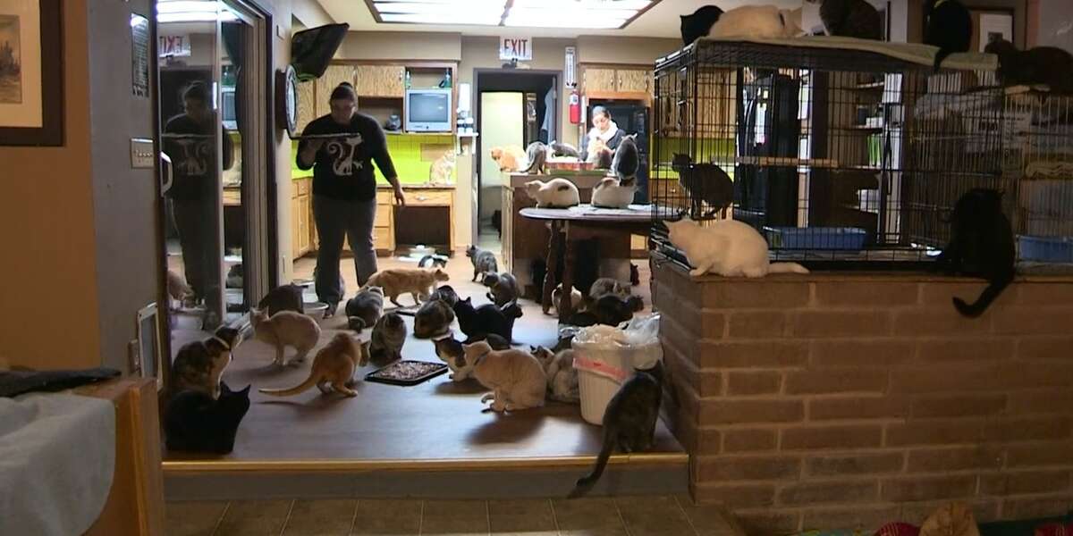 Ultimate Cat Lady Lives With 1,000 Rescued Cats - The Dodo
