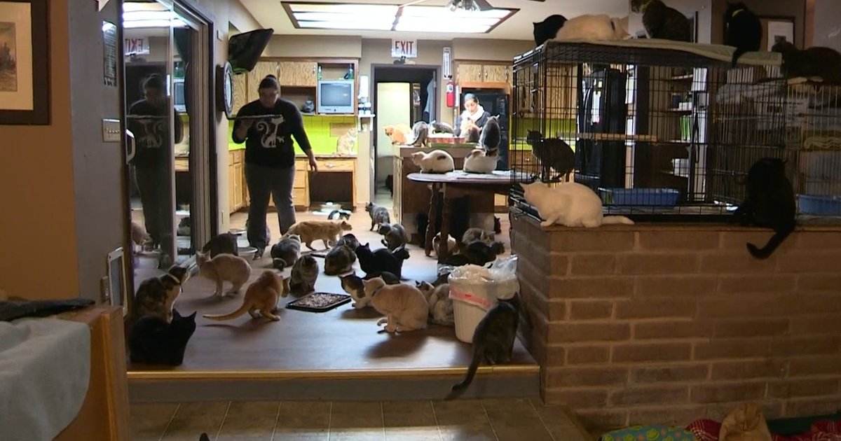 Ultimate Cat Lady Lives With 1,000 Rescued Cats - The Dodo