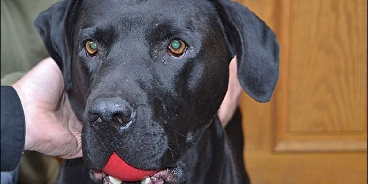 Black Lab Rescued After 5 Days Trapped In Ravine - The Dodo