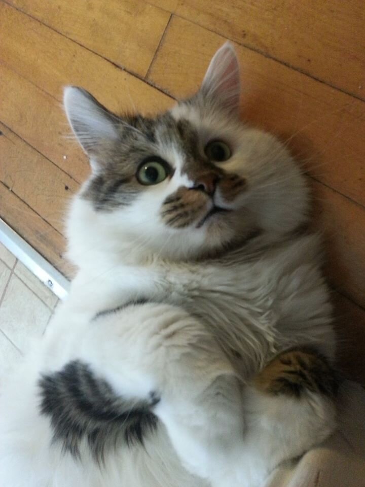 9 Pets Who Are More Excited Than Kids For Christmas - The Dodo