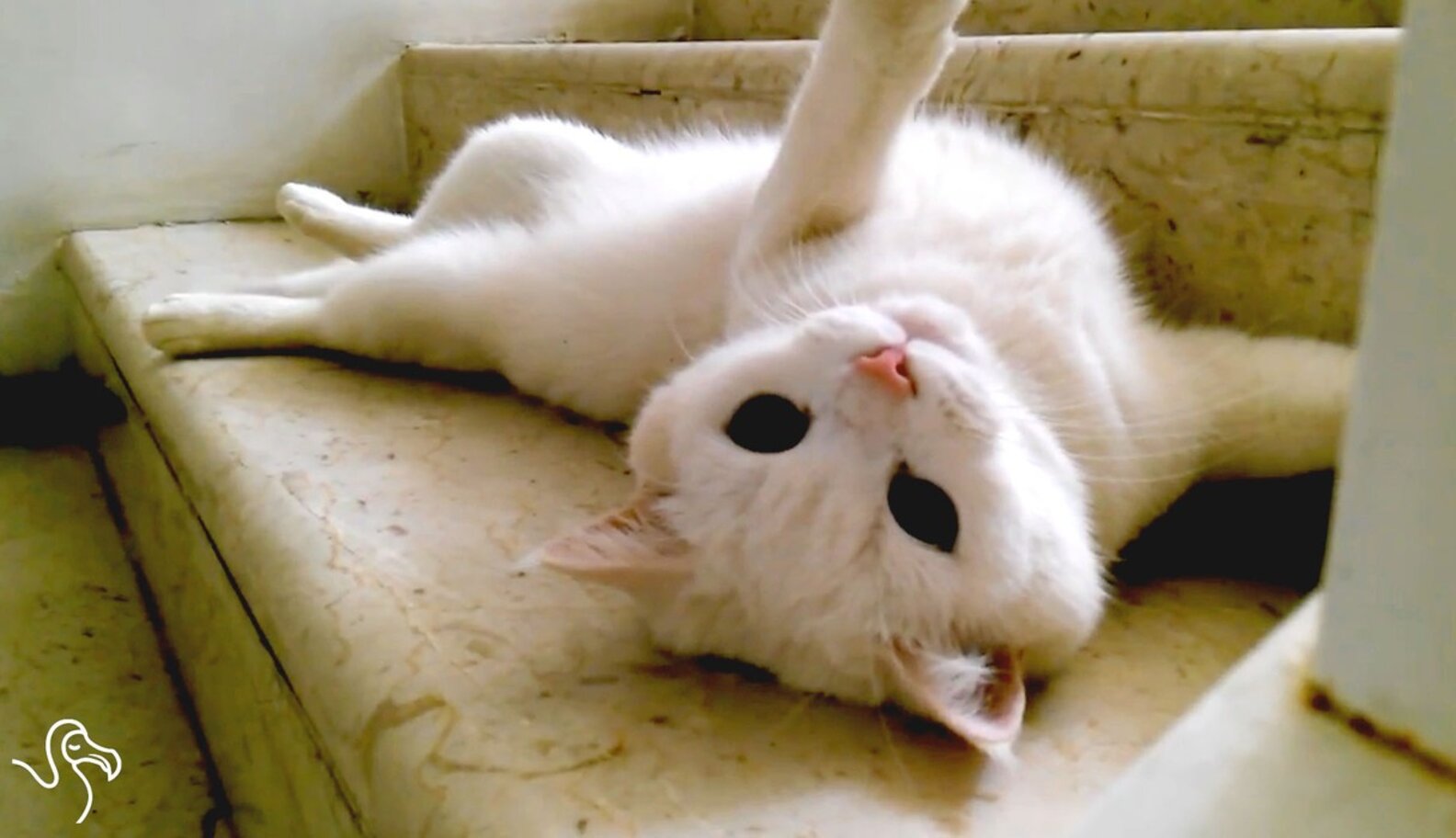 WATCH: Waterfall Cats - The Dodo