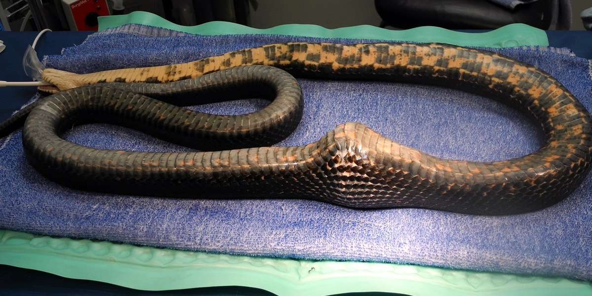 Wild Snake Ends Up Swallowing A Door Knob - The Dodo