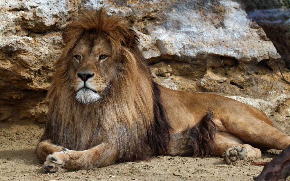 Lyon Popular Animals
