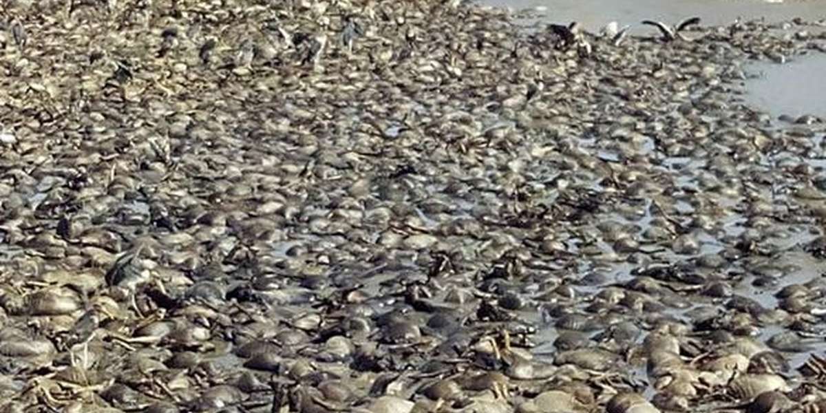 This Photo Of Dead Wildebeests Isn't As Shocking As It Looks - The Dodo