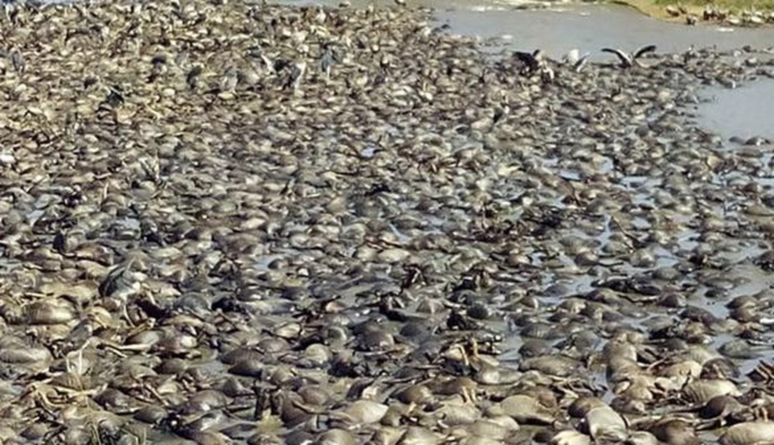 This Photo Of Dead Wildebeests Isn't As Shocking As It Looks - The Dodo