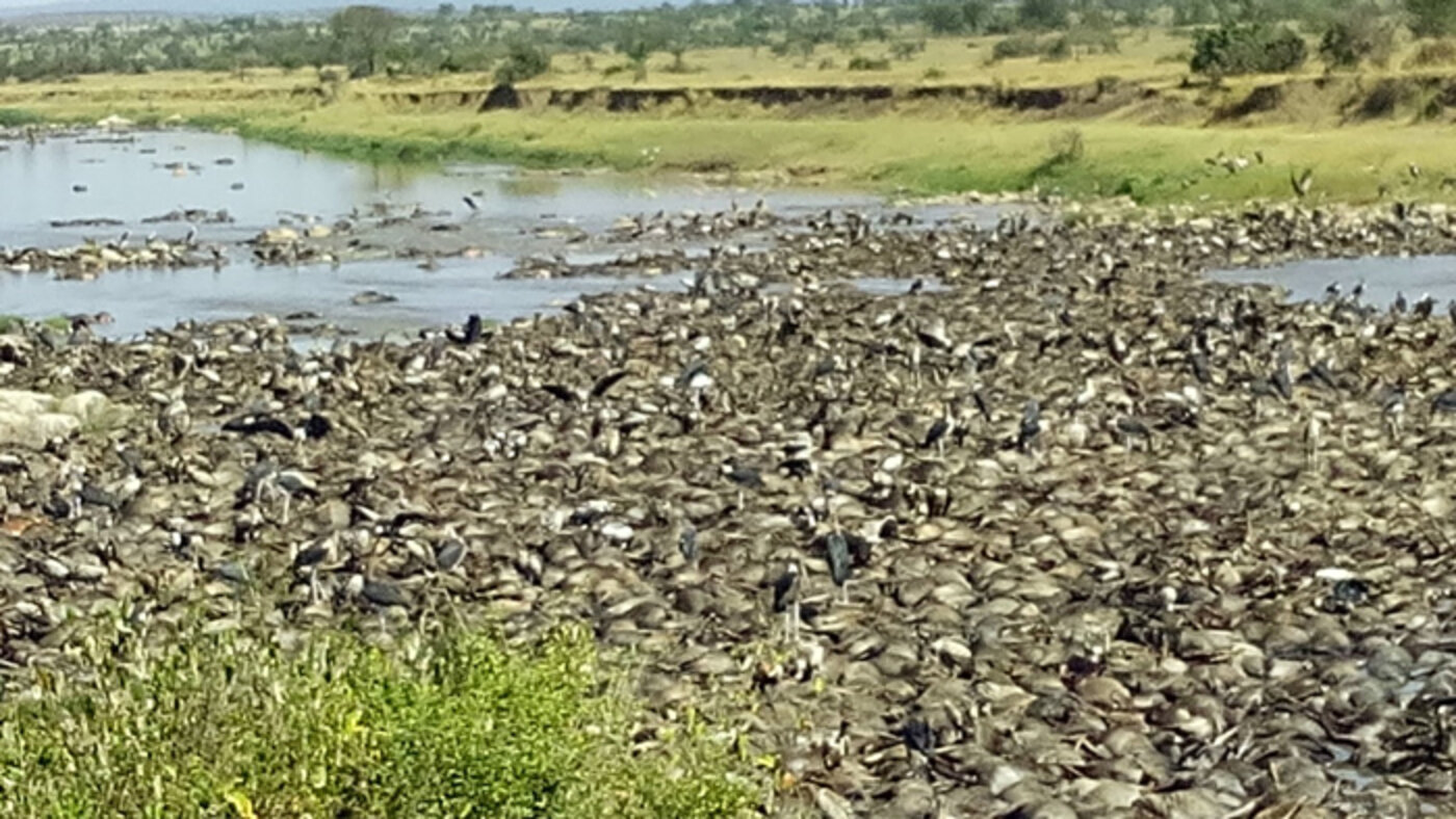 This Photo Of Dead Wildebeests Isn't As Shocking As It Looks - The Dodo