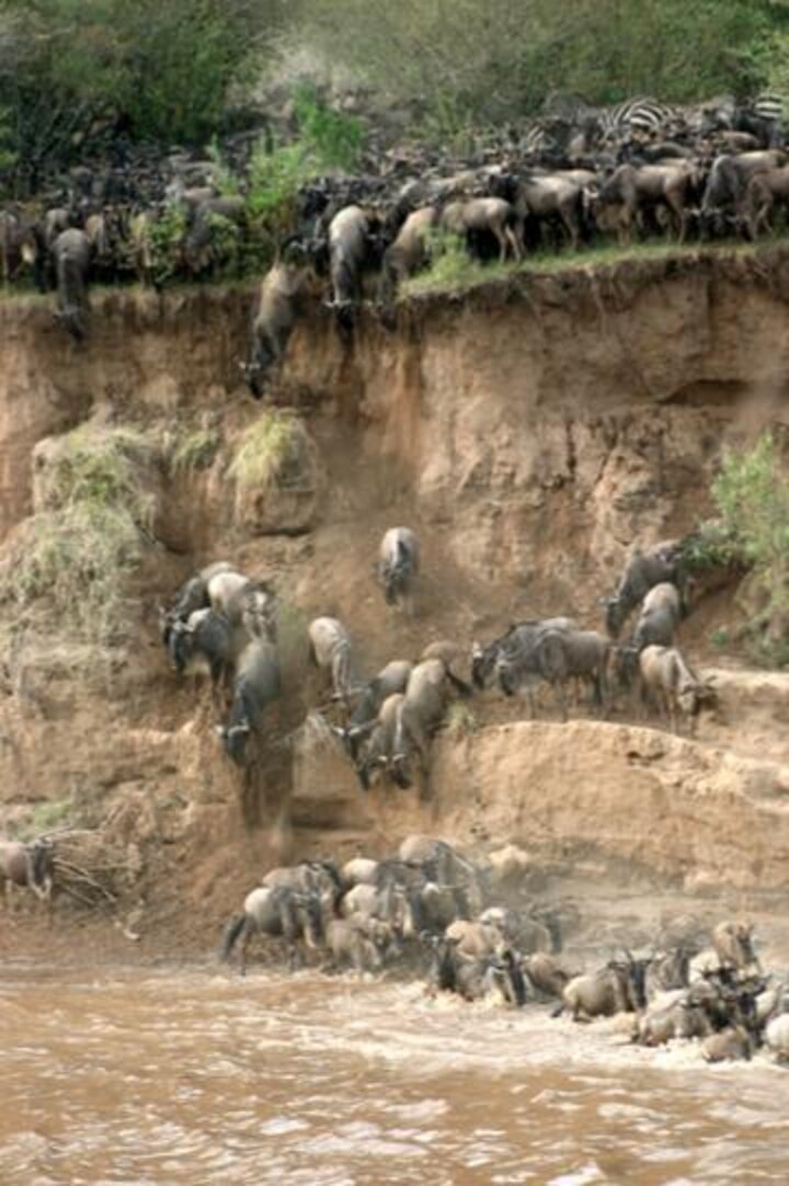 This Photo Of Dead Wildebeests Isn't As Shocking As It Looks - The Dodo