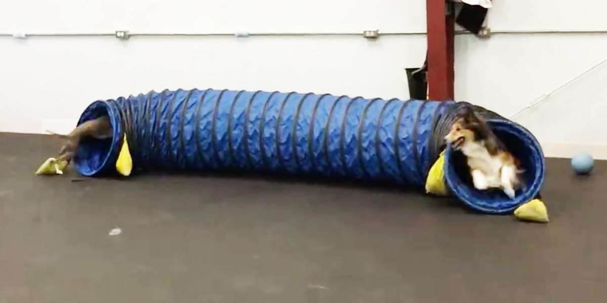 Viral Video Of Dogs Playing Is The Happiest Thing You'll See All Day ...