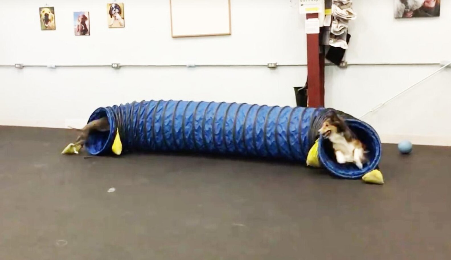 Viral Video Of Dogs Playing Is The Happiest Thing You'll See All Day ...