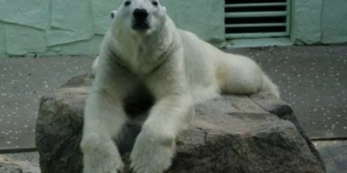 Help Save Tongki From Samsung. - The Dodo