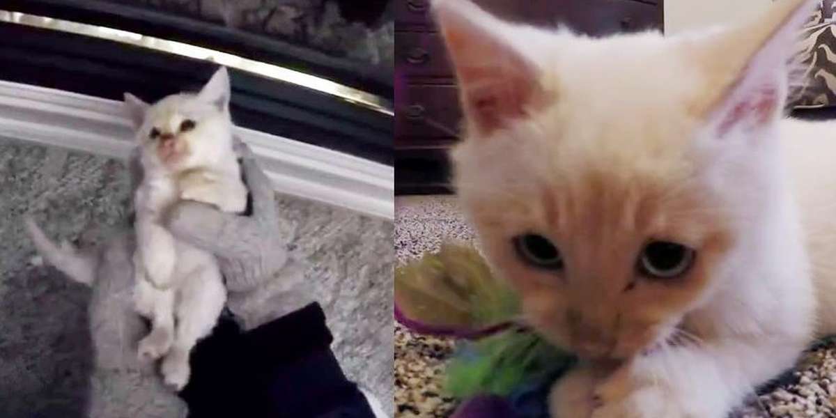 'Miracle' Kitten Found Frozen In Snow Is Friskier Than Ever - The Dodo