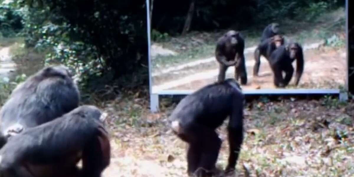 These Animals Have Never Seen Themselves In A Mirror Before - The Dodo