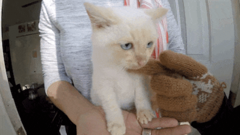 'Miracle' Kitten Found Frozen In Snow Is Friskier Than Ever - The Dodo