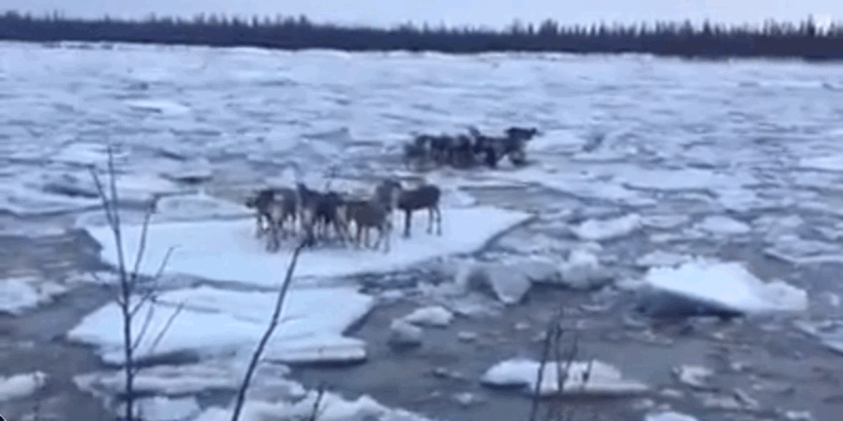 Video: Caribou Ride Sheets Of Ice Down River In Canada - The Dodo