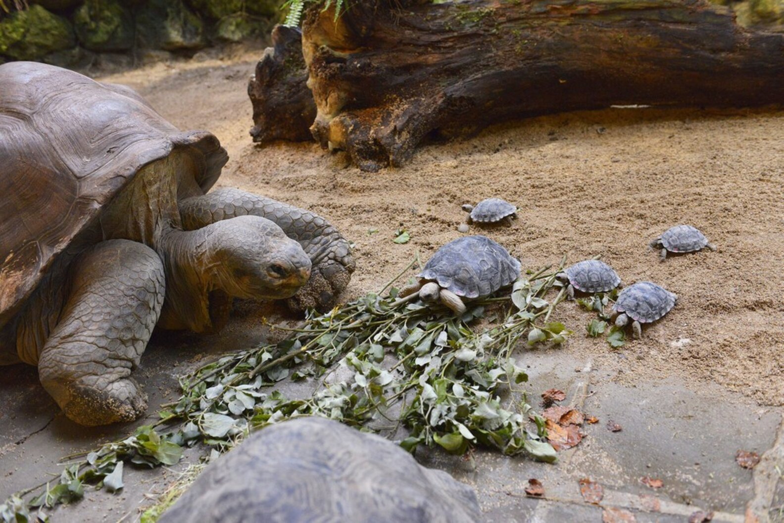 80-Year-Old Tortoise Mom Gives Birth To Nine Tiny Babies - The Dodo
