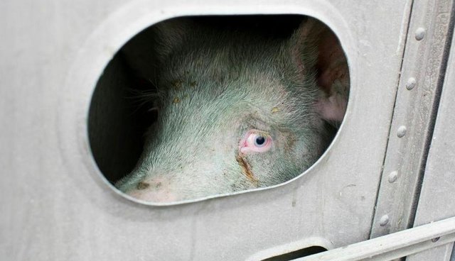 Staring Into The Eyes Of Pigs On Their Way To Slaughter - The Dodo