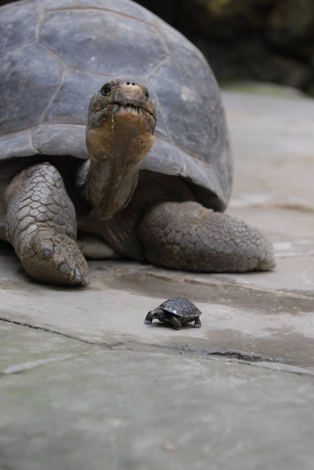 80-Year-Old Tortoise Mom Gives Birth To Nine Tiny Babies - The Dodo
