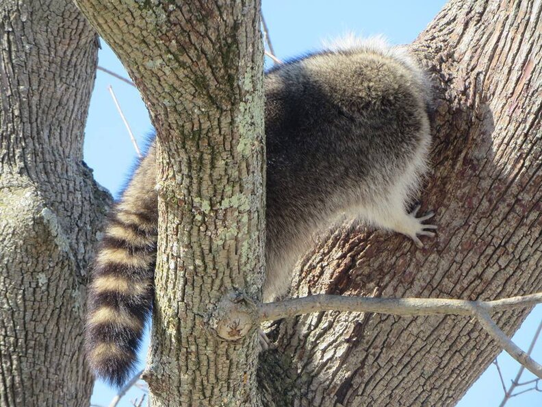 Chubby Raccoon Rescued From A Rather Embarrassing Predicament - The Dodo
