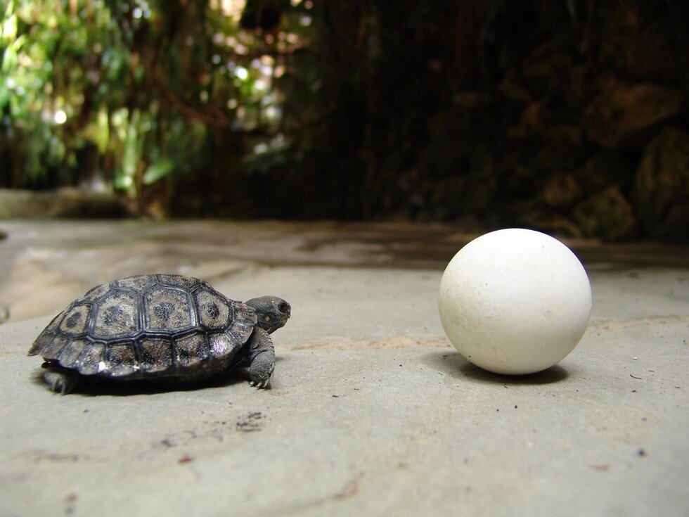 80-Year-Old Tortoise Mom Gives Birth To Nine Tiny Babies - The Dodo