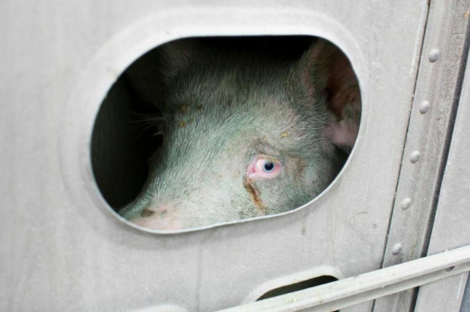 Staring Into The Eyes Of Pigs On Their Way To Slaughter - The Dodo
