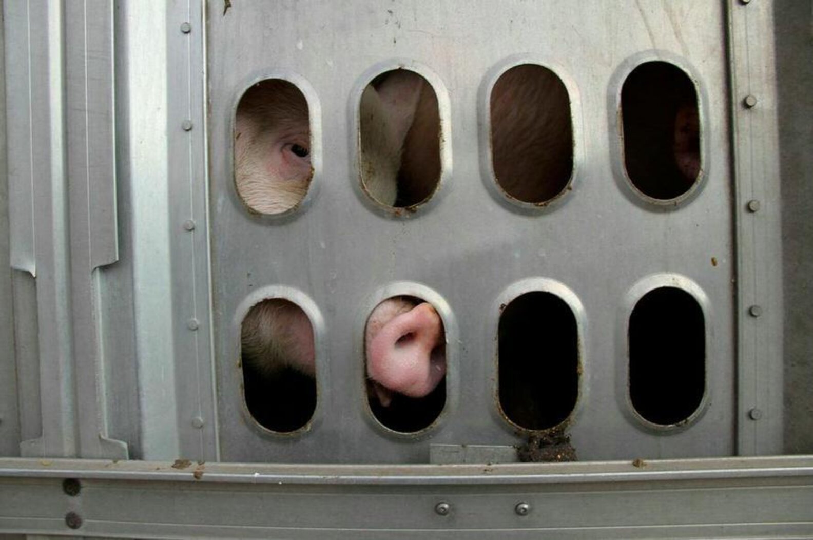 Staring Into The Eyes Of Pigs On Their Way To Slaughter - The Dodo