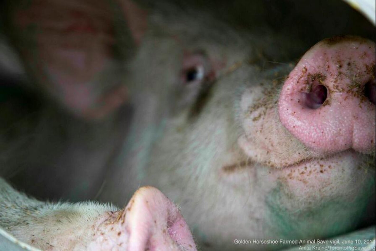 Staring Into The Eyes Of Pigs On Their Way To Slaughter - The Dodo