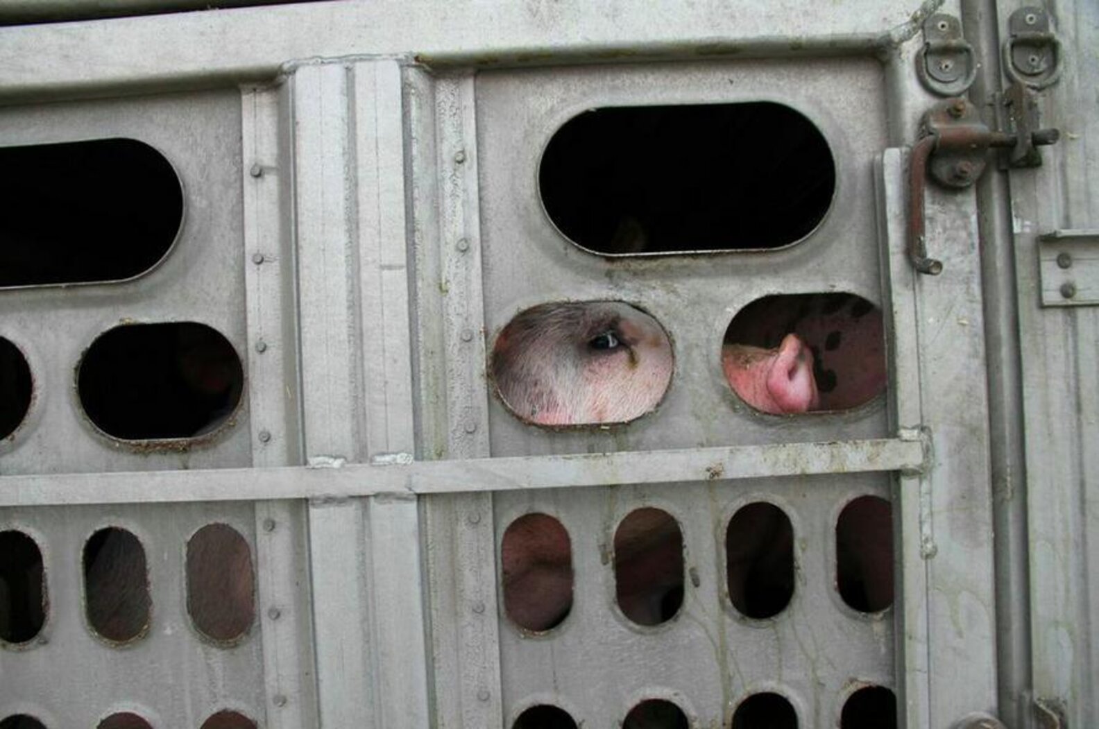 Staring Into The Eyes Of Pigs On Their Way To Slaughter - The Dodo
