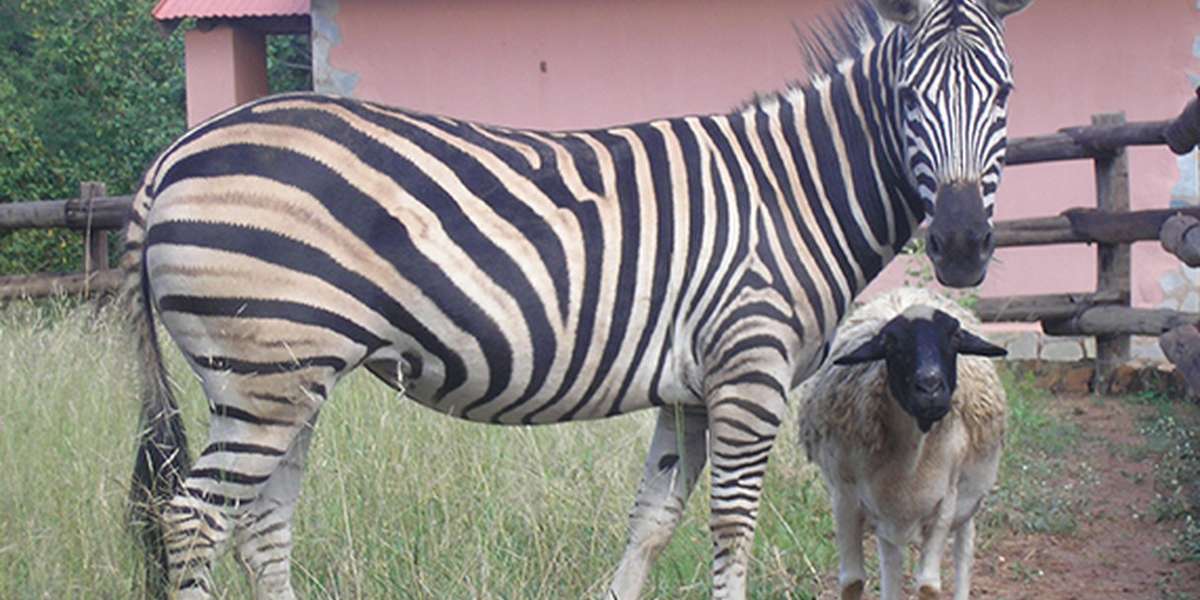 Zebra Caught In A Trap As A Baby Won't Leave Her Sheep Mom's Side - The ...