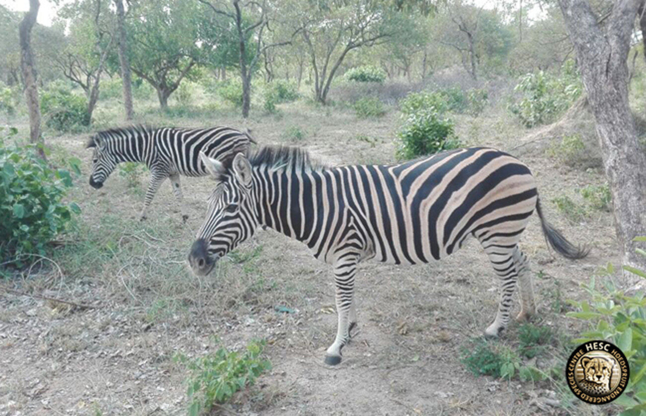 Zebra Caught In A Trap As A Baby Won't Leave Her Sheep Mom's Side - The ...