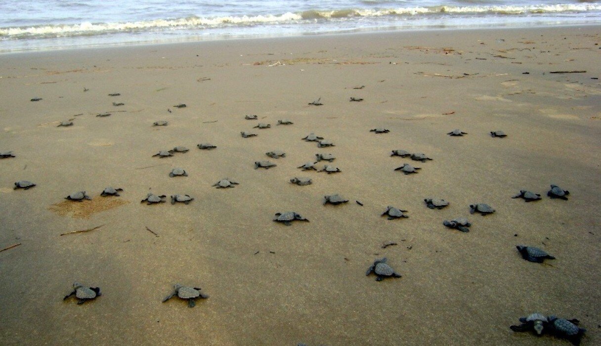 Protecting Olive Ridley Sea Turtles In India - The Dodo
