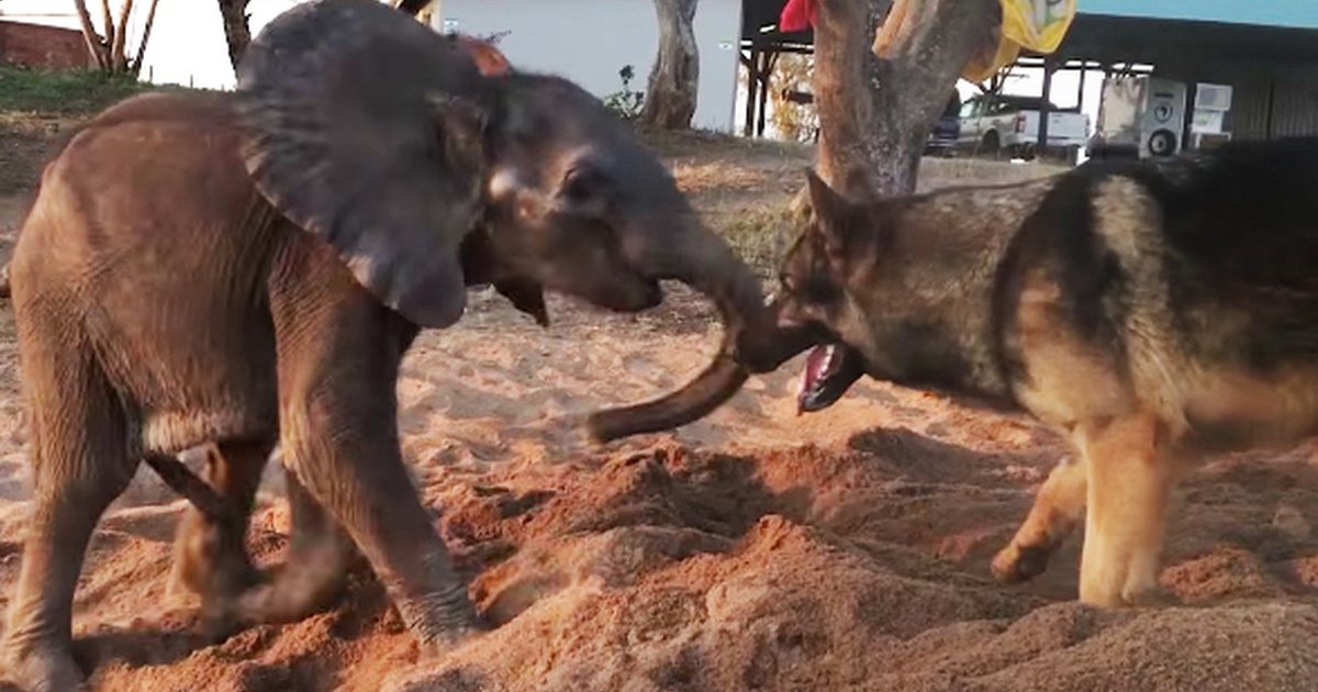 Dog Helps Sad Baby Elephant See The Brighter Side Of Life - The Dodo