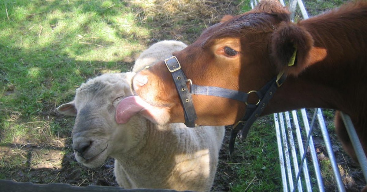 17 Animals Who Know That Cows Make The Best Friends - The Dodo