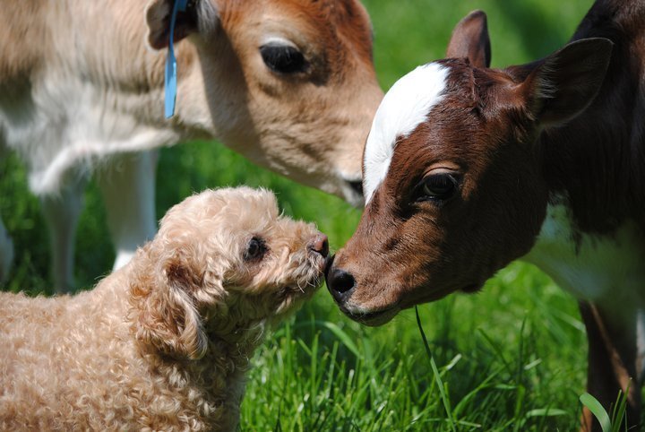 17 Animals Who Know That Cows Make The Best Friends - The Dodo