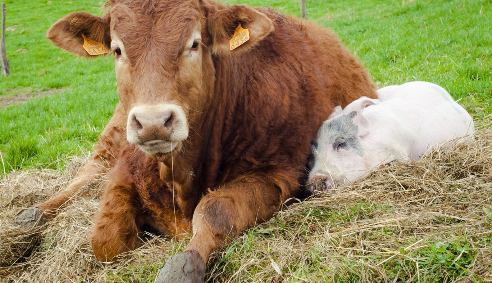 17 Animals Who Know That Cows Make The Best Friends - The Dodo