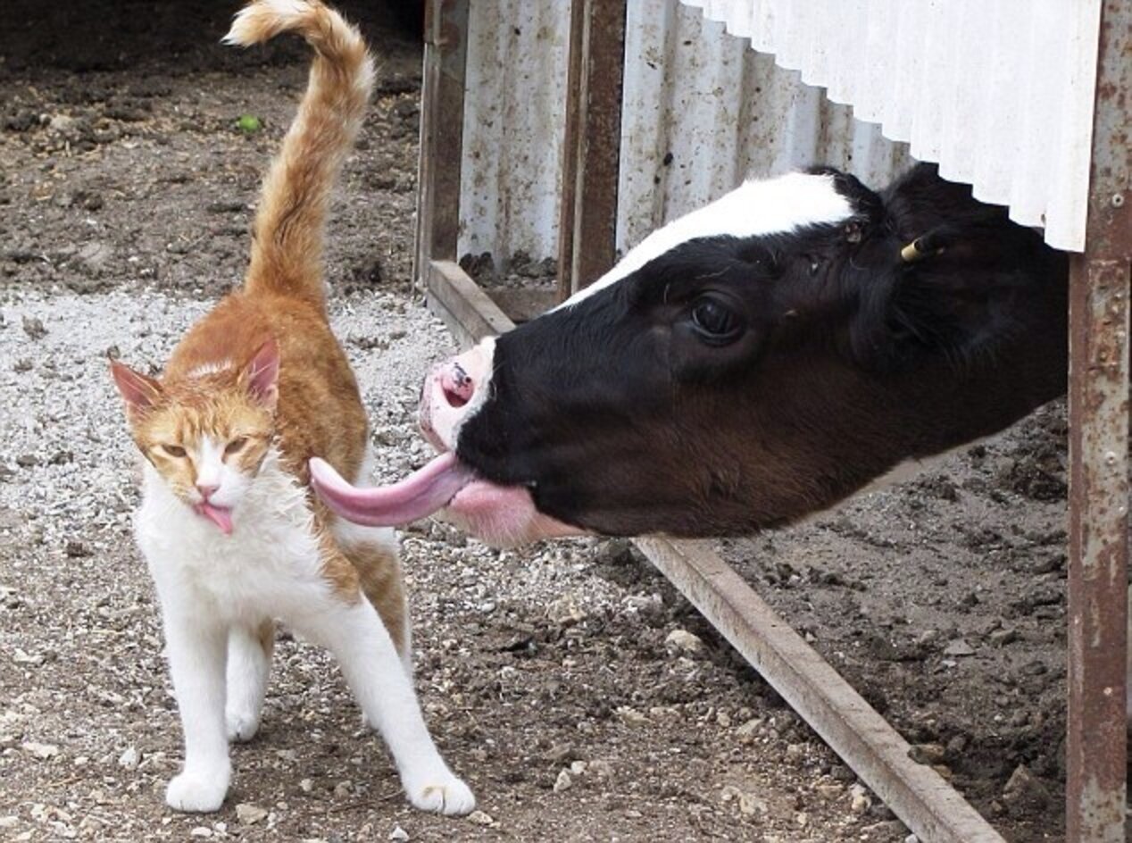 17 Animals Who Know That Cows Make The Best Friends - The Dodo