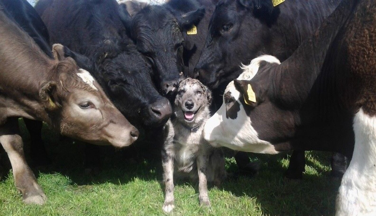 17 Animals Who Know That Cows Make The Best Friends - The Dodo
