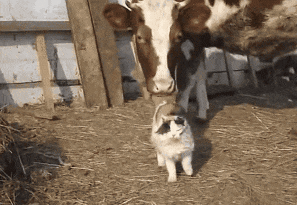 17 Animals Who Know That Cows Make The Best Friends - The Dodo