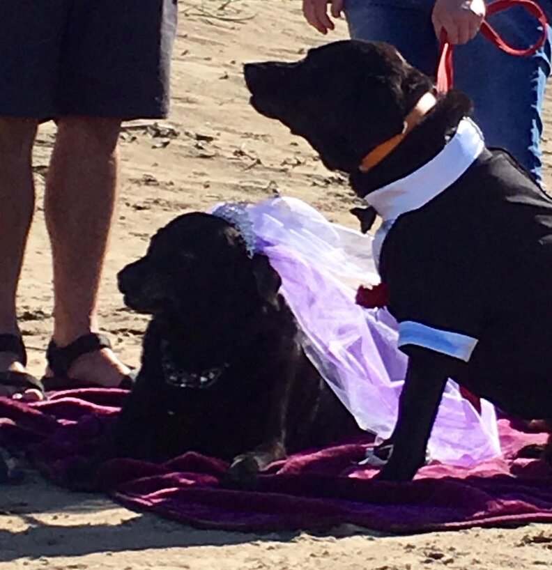 Sick Dog Proves It's Never Too Late To Marry Your Best Friend - The Dodo