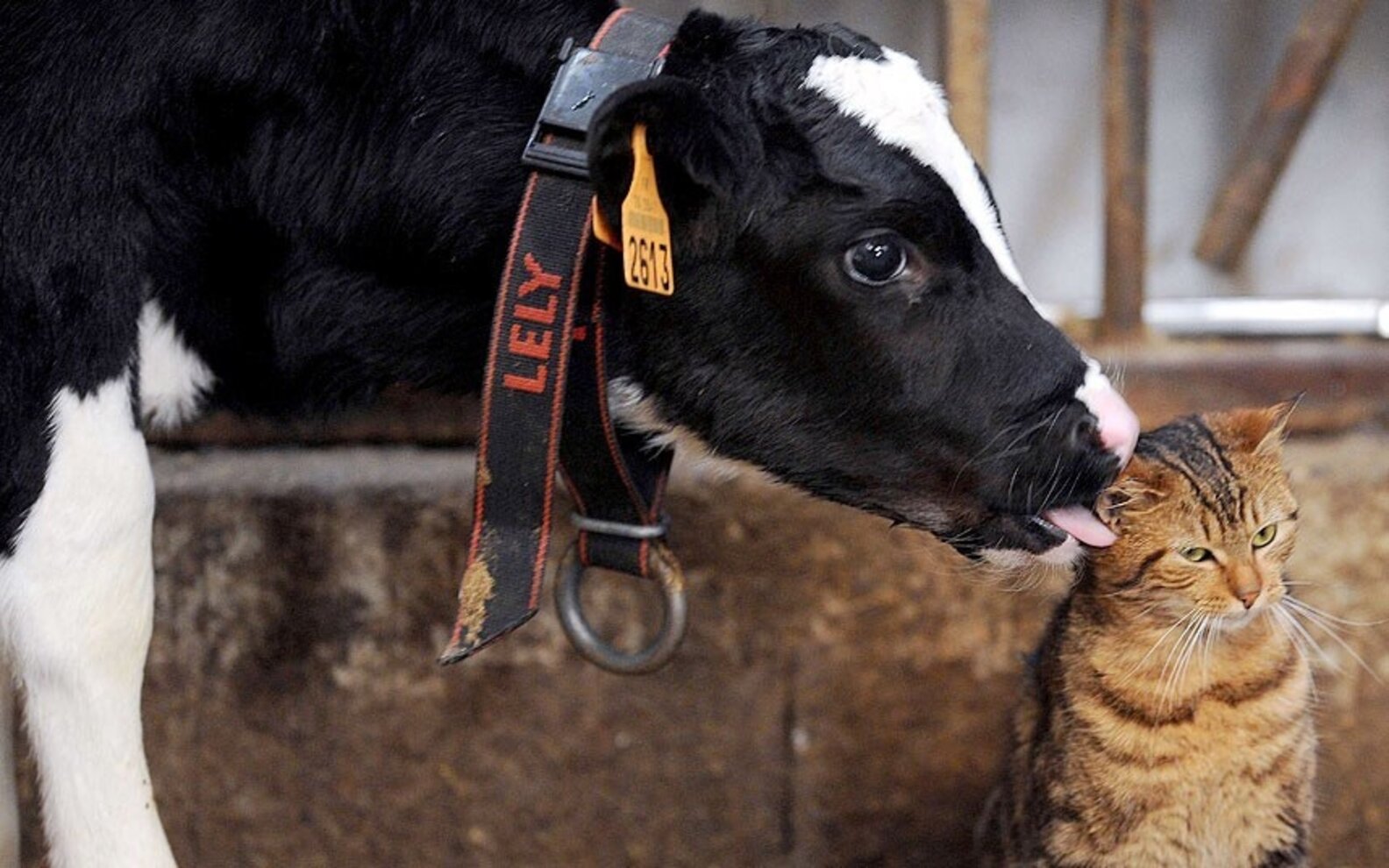 17 Animals Who Know That Cows Make The Best Friends - The Dodo