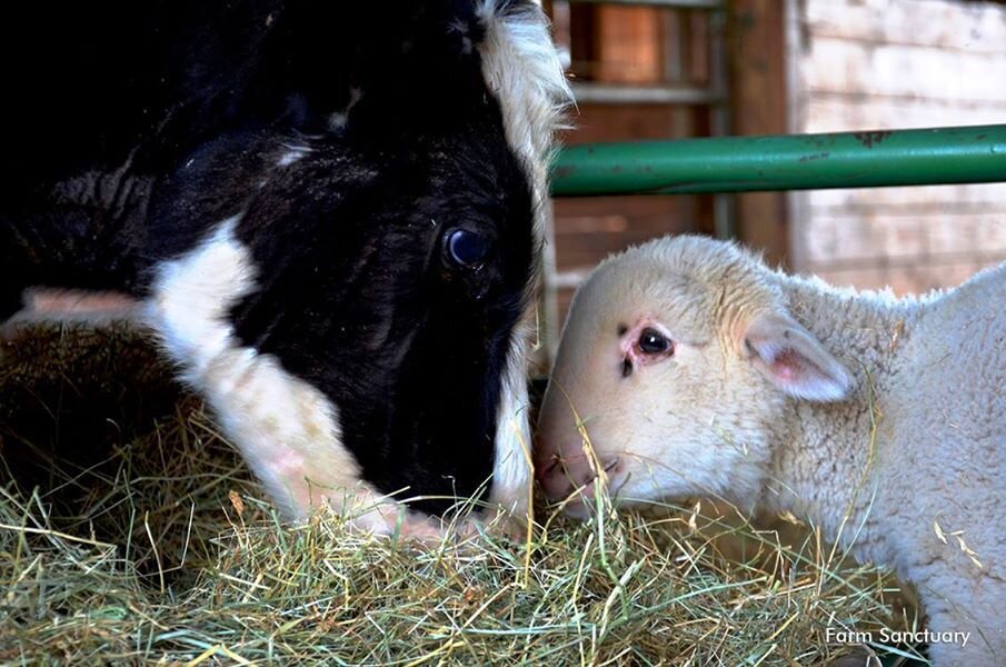17 Animals Who Know That Cows Make The Best Friends - The Dodo