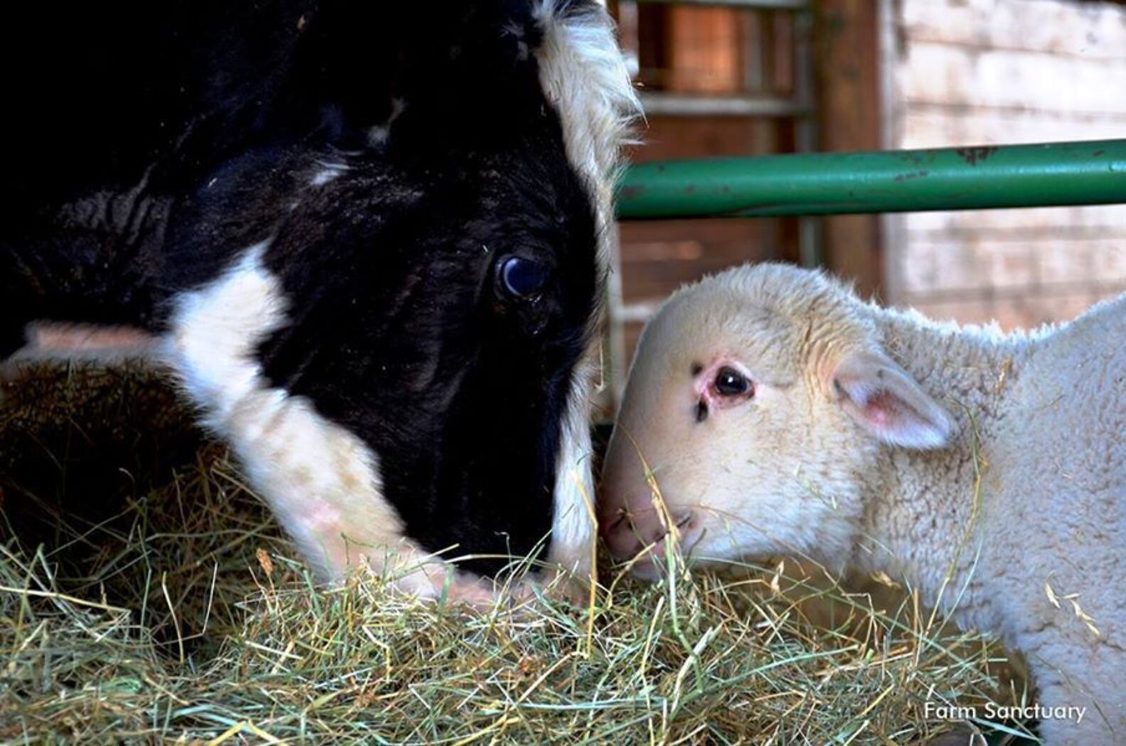 17 Animals Who Know That Cows Make The Best Friends - The Dodo
