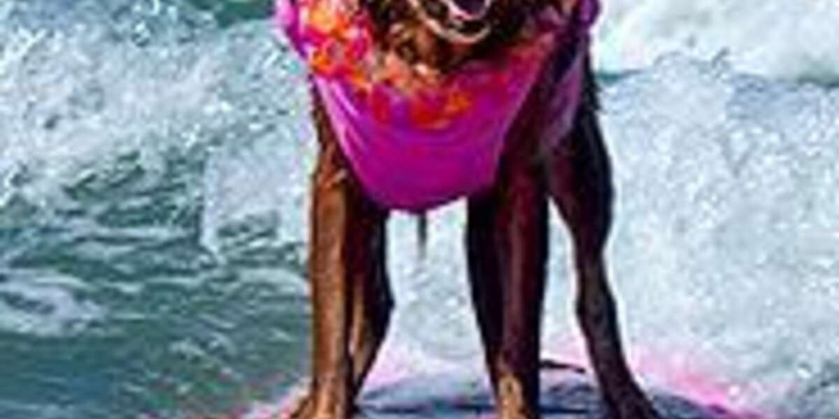 Surf Dog Ricochet - The Dodo