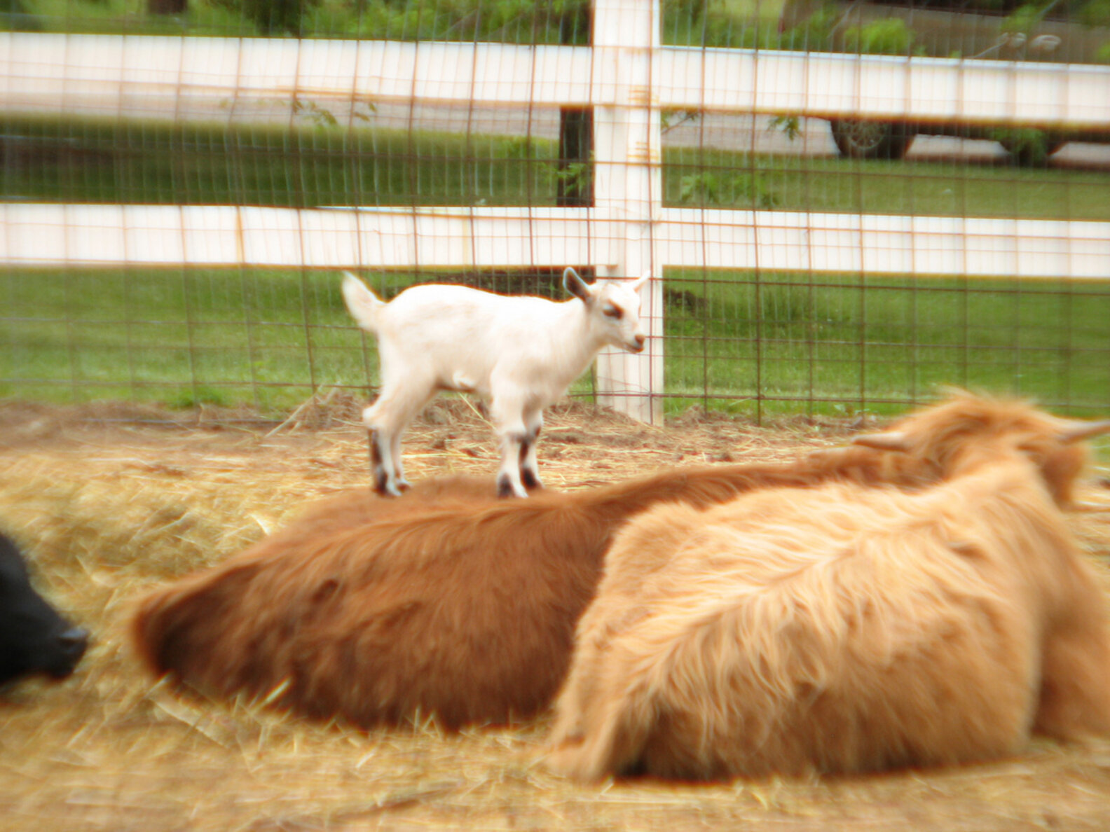 17 Animals Who Know That Cows Make The Best Friends - The Dodo