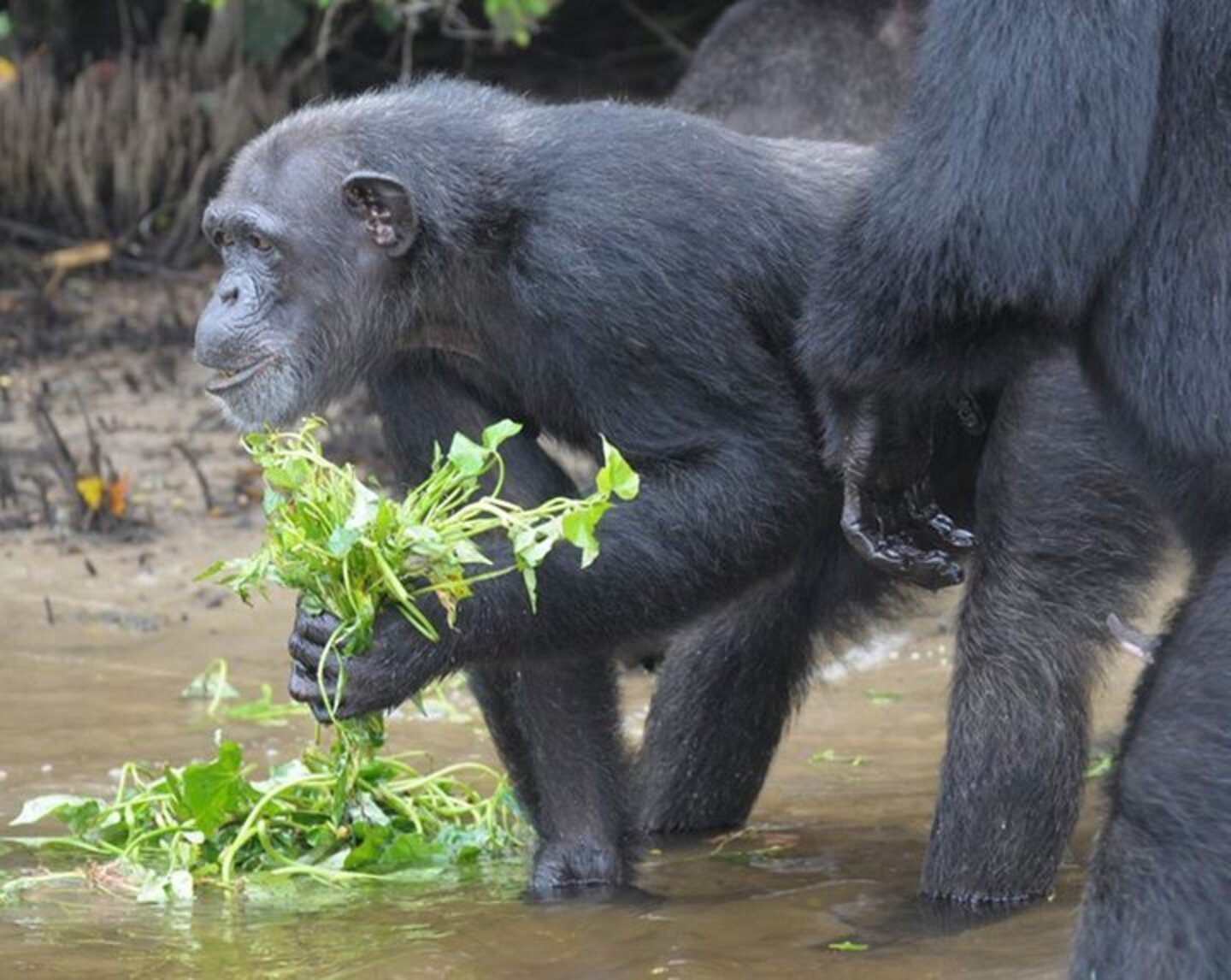 Chimps Dumped On Island To Starve Share The Only Food They Have - The Dodo
