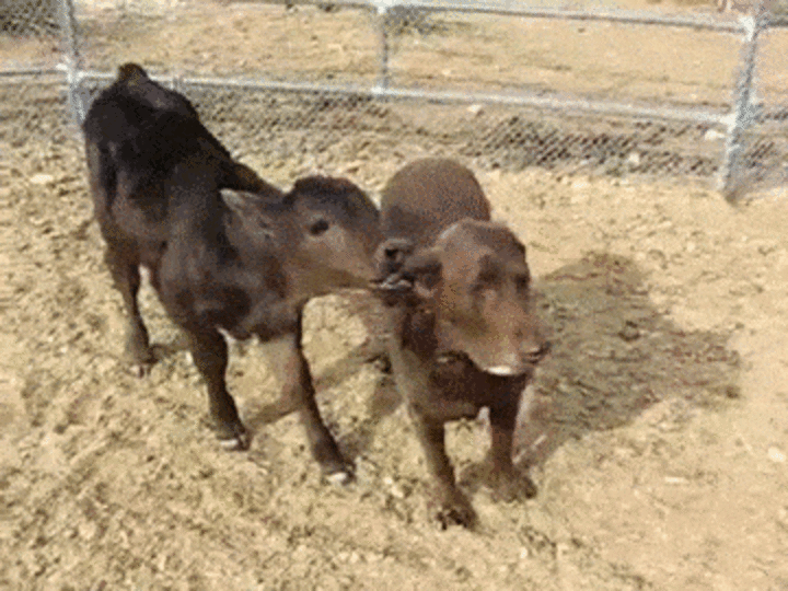 17 Animals Who Know That Cows Make The Best Friends - The Dodo