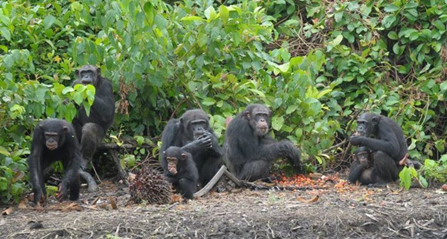 Chimps Dumped On Island To Starve Share The Only Food They Have - The Dodo