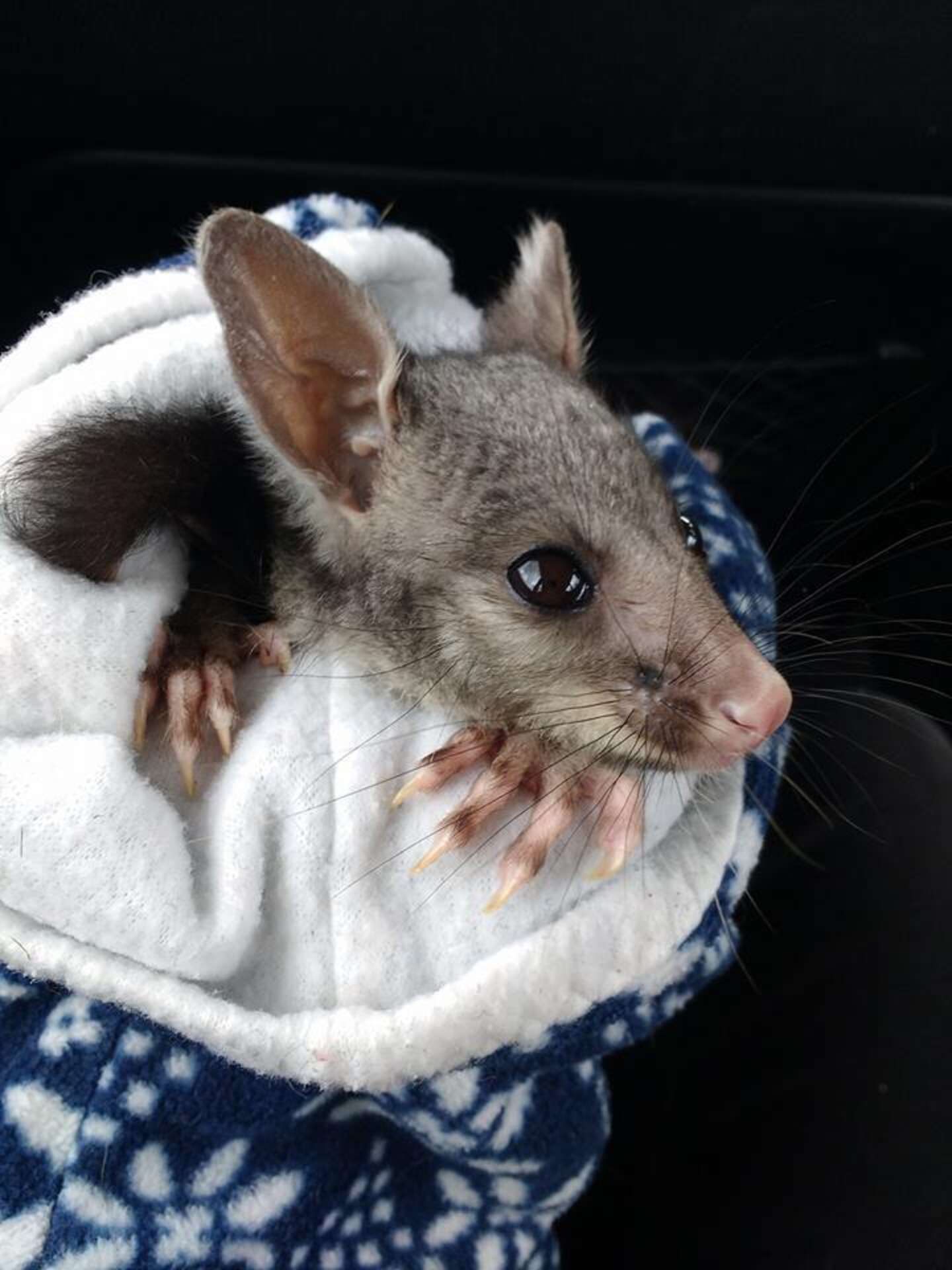 Orphaned Possum Who Survived Cat Attack Loves Cuddling Up To His ...