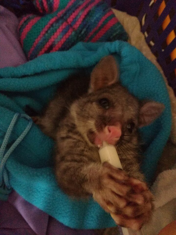 Orphaned Possum Who Survived Cat Attack Loves Cuddling Up To His ...