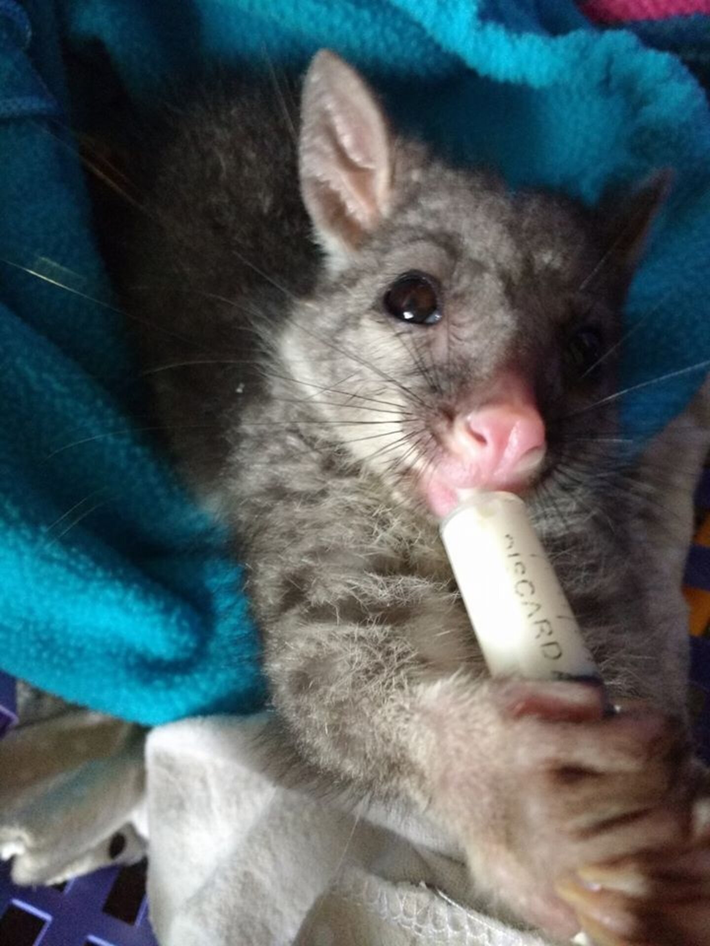 Orphaned Possum Who Survived Cat Attack Loves Cuddling Up To His ...
