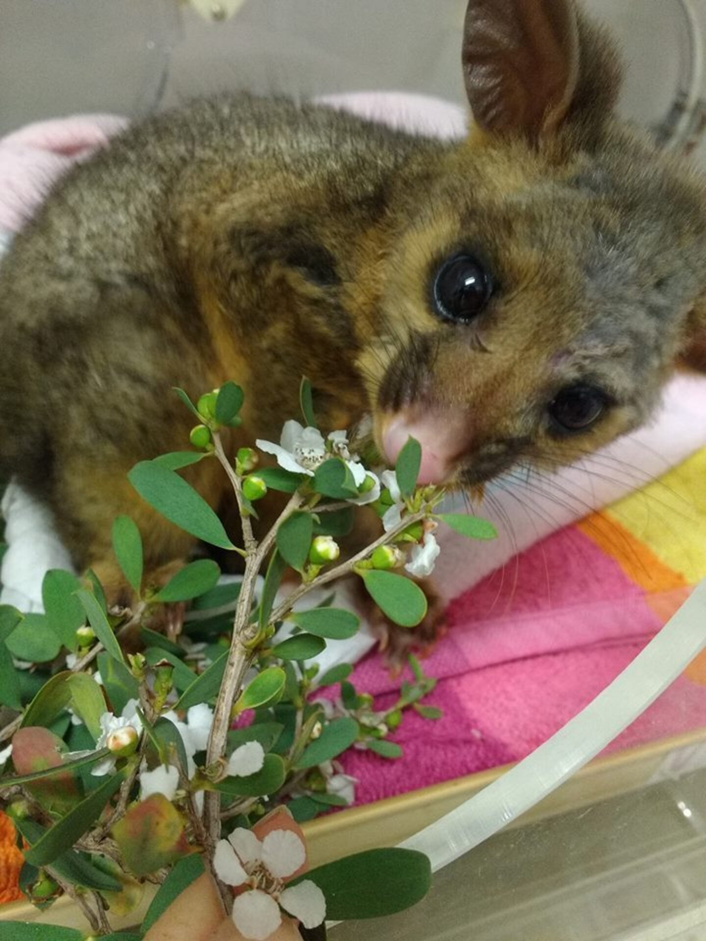Orphaned Possum Who Survived Cat Attack Loves Cuddling Up To His ...